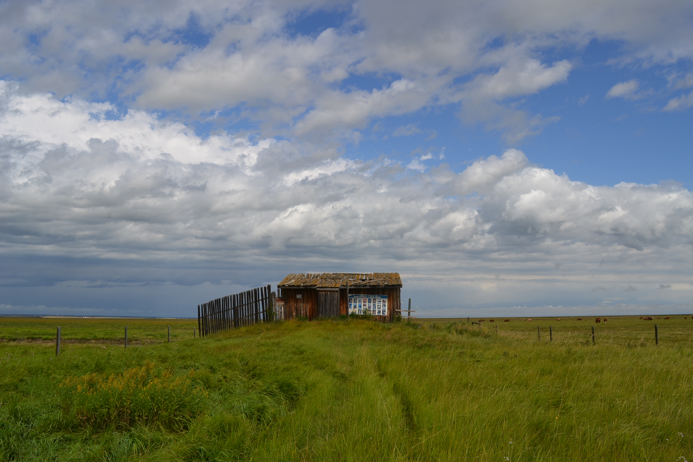 Bird Blind from a distance – Let's Find Out