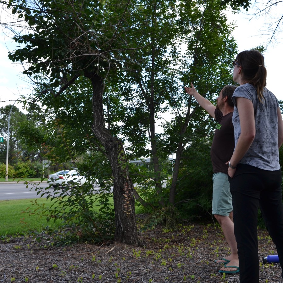 Episode 37: The Case of the Capilano Apricots – Let's Find Out